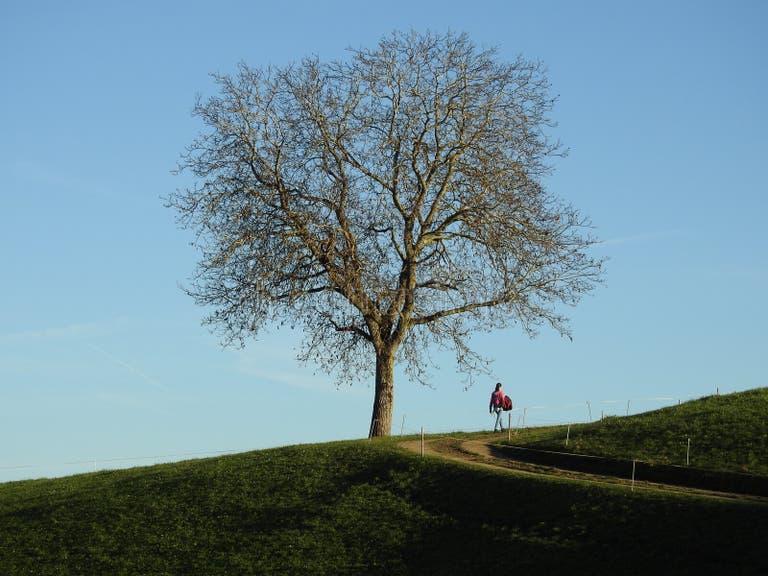 Walk Alone Under a Walnut Tree Stock Photo - Image of dark, blue: 87705572
