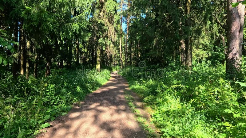 Walk Along a Beautiful Path in the Summer Forest. Forest. a Park Stock ...