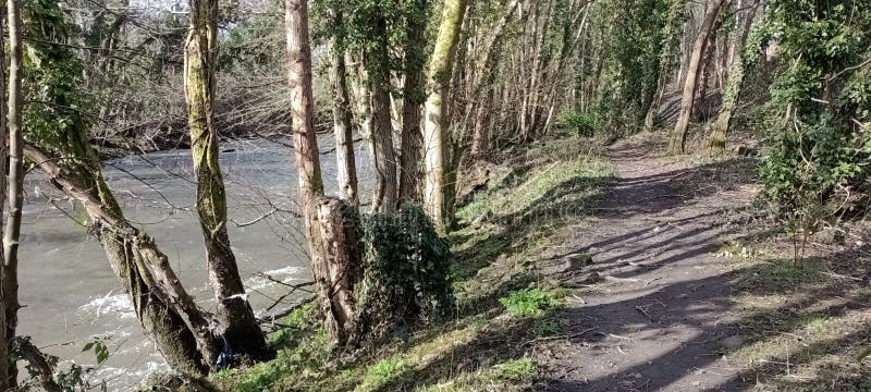 Footpath Along Side the River through the Trees Stock Photo - Image of ...