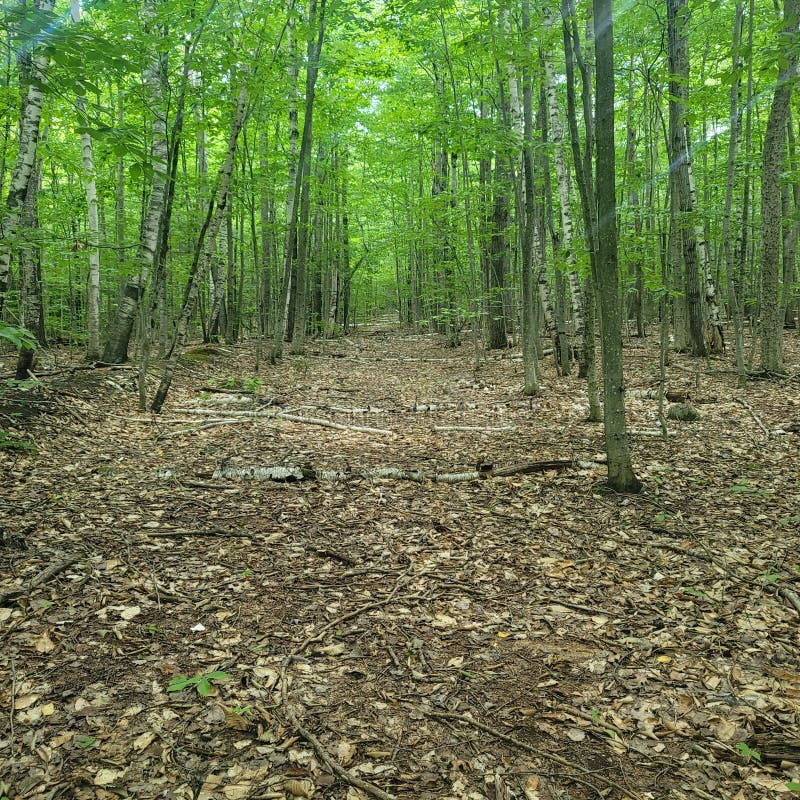 A walk along the forest stock image. Image of plant - 254622845