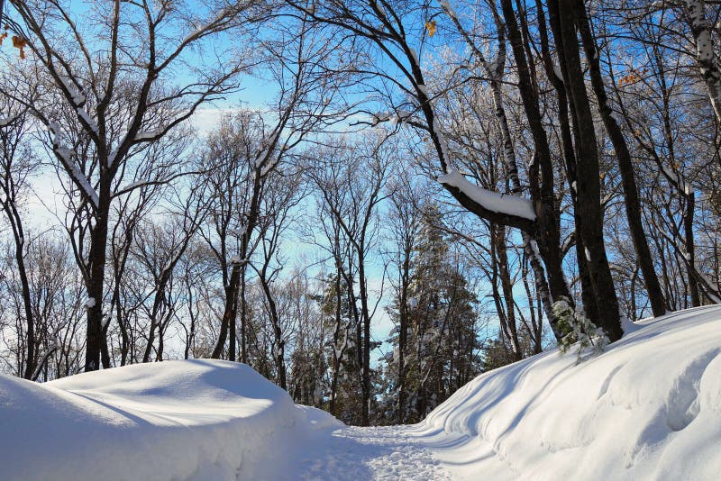 A Walk Along the Path in the Snow-covered Forest on a Bright Sunny Day ...