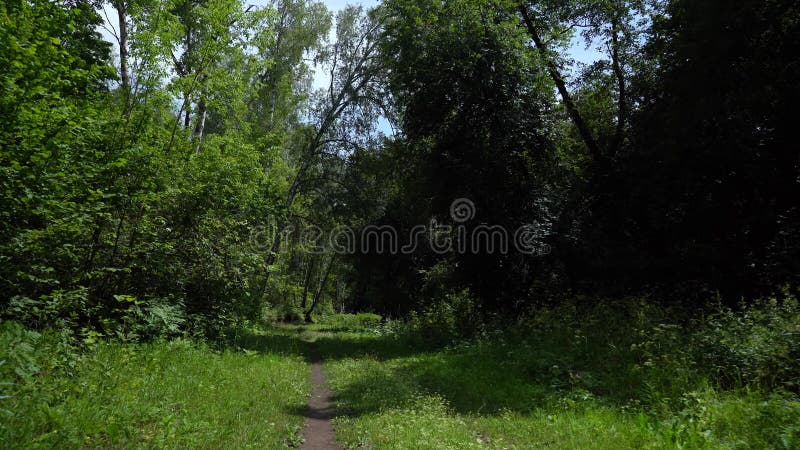 Walk Along the Path in the Summer Forest among Trees, Grass and Blue ...