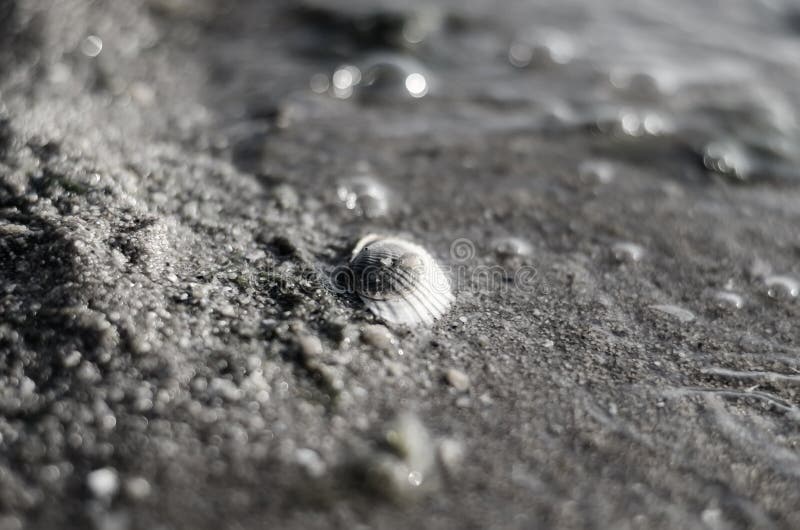 Shell on the Sandy Bank of the River. Close-up. Soft Focus ...