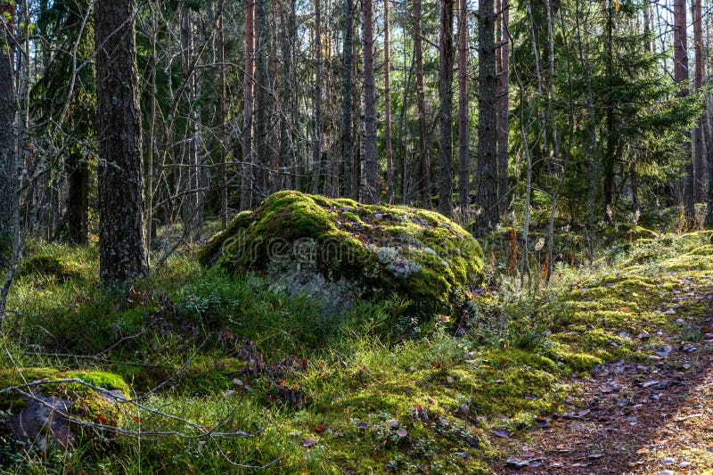 Beautiful Forest and Fresh Air. Sandy Path. Walk Along the Trail ...