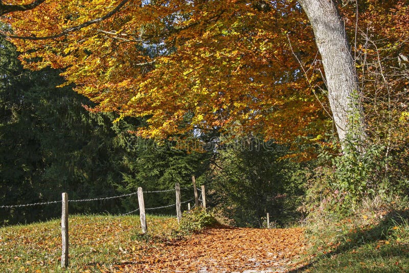 Walk in autumn stock photo. Image of leaf, farewell, fall - 85603418