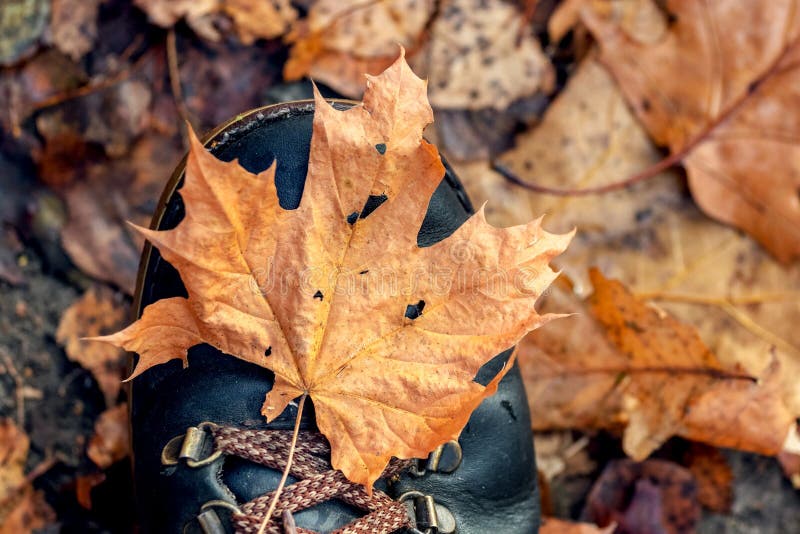 A Walk in the Autumn Forest. Dry Autumn Leaf on a Boot Stock Image ...