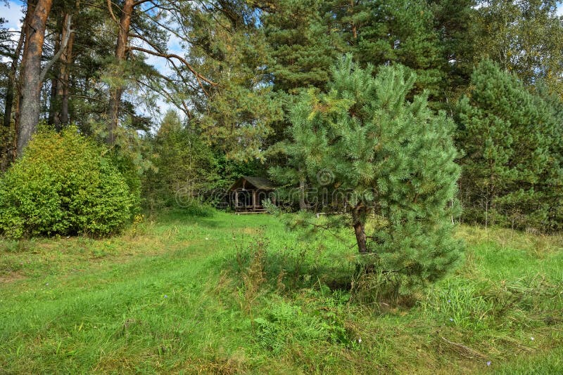 Walk in the Autumn Forest, Fall Foliage Stock Photo - Image of plant ...