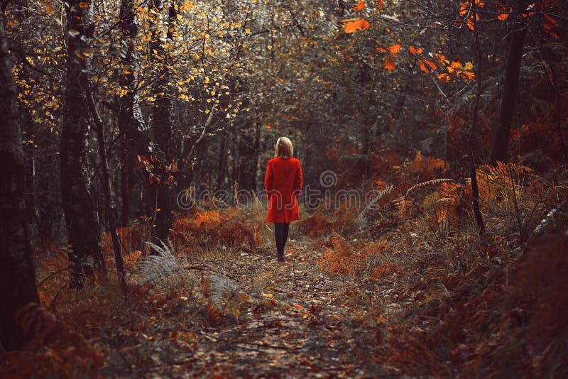 A walk in autumn forest stock photo. Image of trees - 261577030