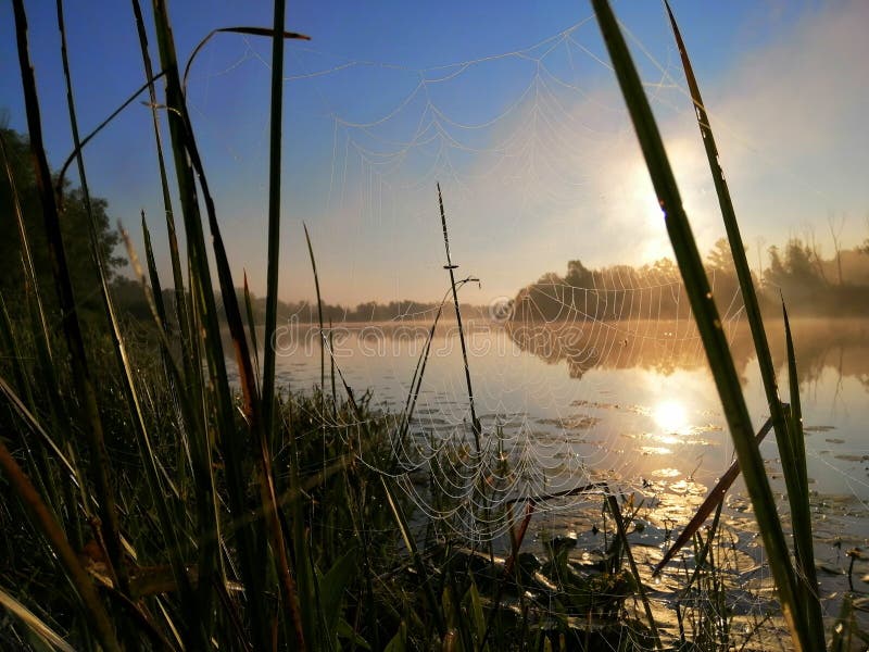 Walk in the Autumn Forest. a Spider in a Web is Waiting for Prey Stock ...