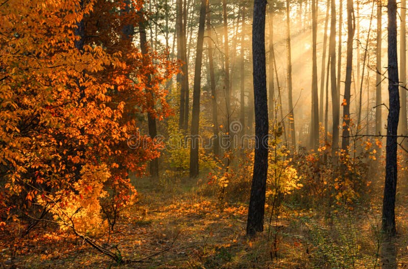 Walk in the Autumn Forest. Sun Rays. Autumn Colors Stock Image - Image ...