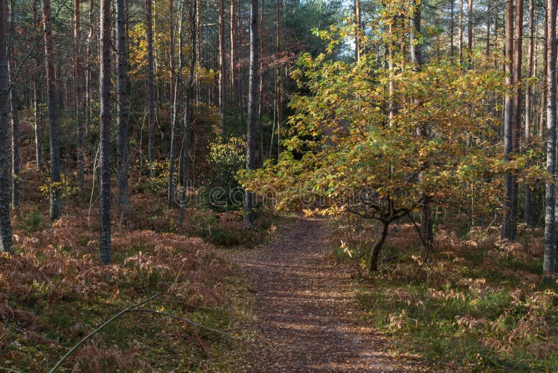 Walk in autumn forest stock photo. Image of yellow, fall - 131520674