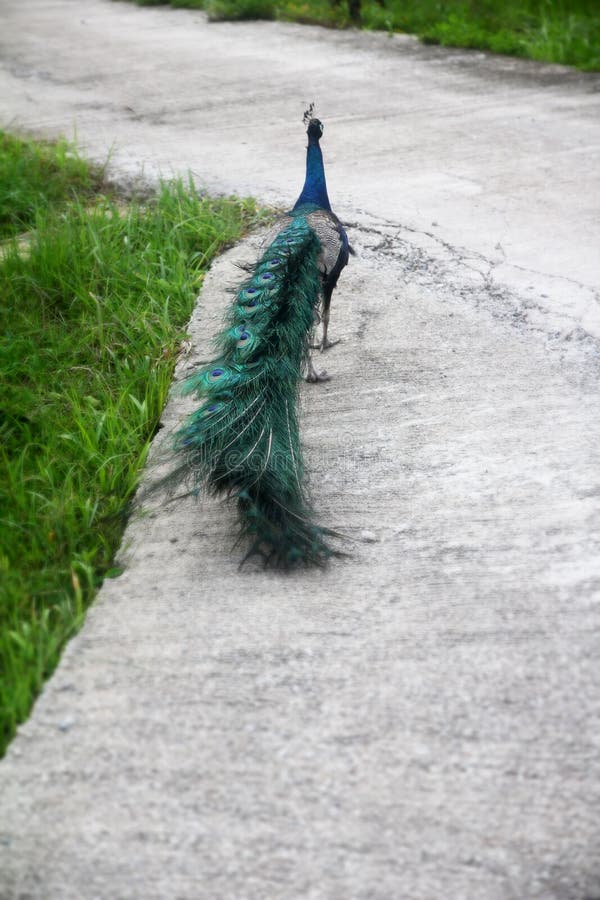 Walk Away Peacock stock photo. Image of tail, grass, nature - 85742542