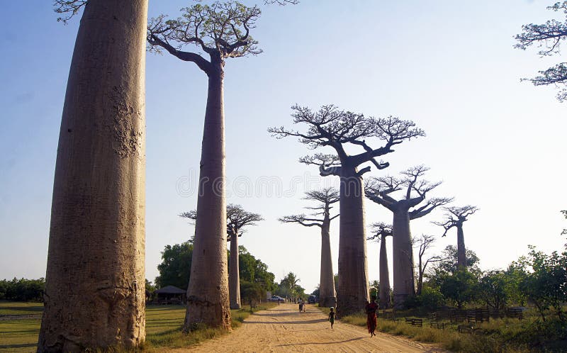 Walk of the Baobabs, Morondava, Madagascar Stock Image - Image of ...