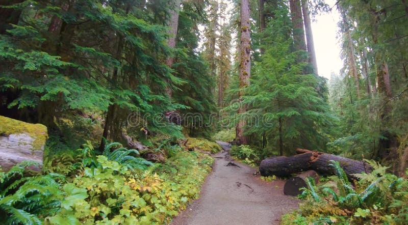 We Walk through the Beautiful Forest. Stock Image - Image of vegetation ...