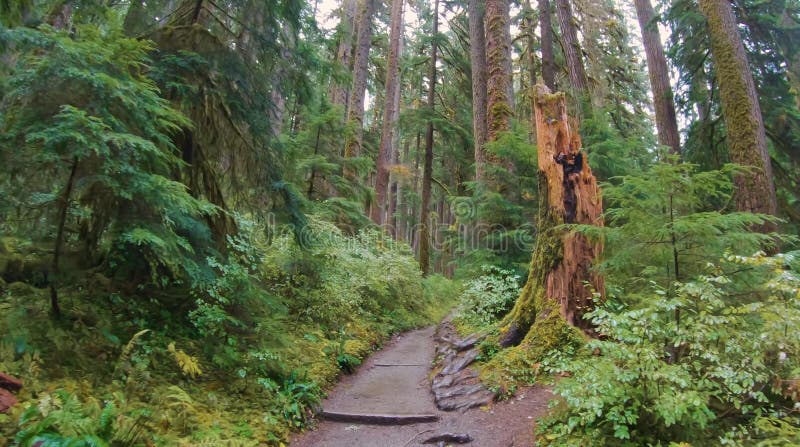We Walk through the Beautiful Forest. Stock Image - Image of pine ...