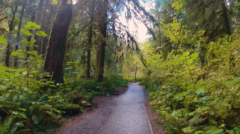 We Walk through the Beautiful Forest. Stock Photo - Image of flora ...