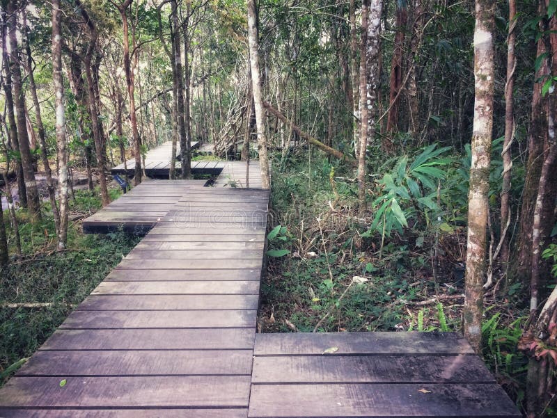 A Walk through the Beautiful Nature Forest. Stock Photo - Image of walk ...