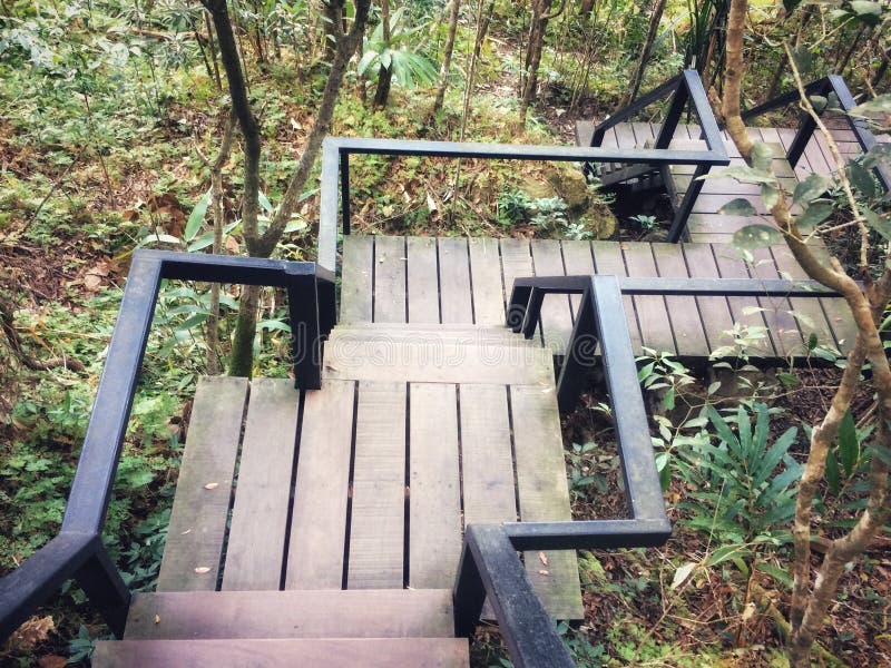 A Walk through the Beautiful Nature Forest. Stock Photo - Image of ...