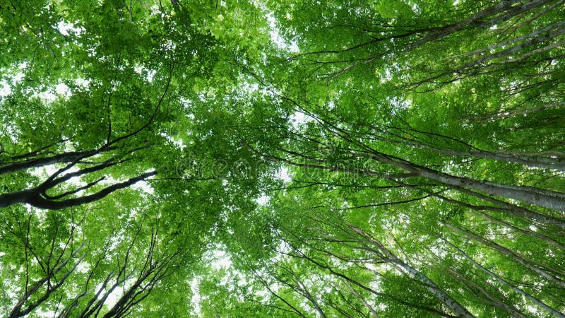 Walk in a Beech Spring Forest. Bottom Up View of Stock Video - Video of ...