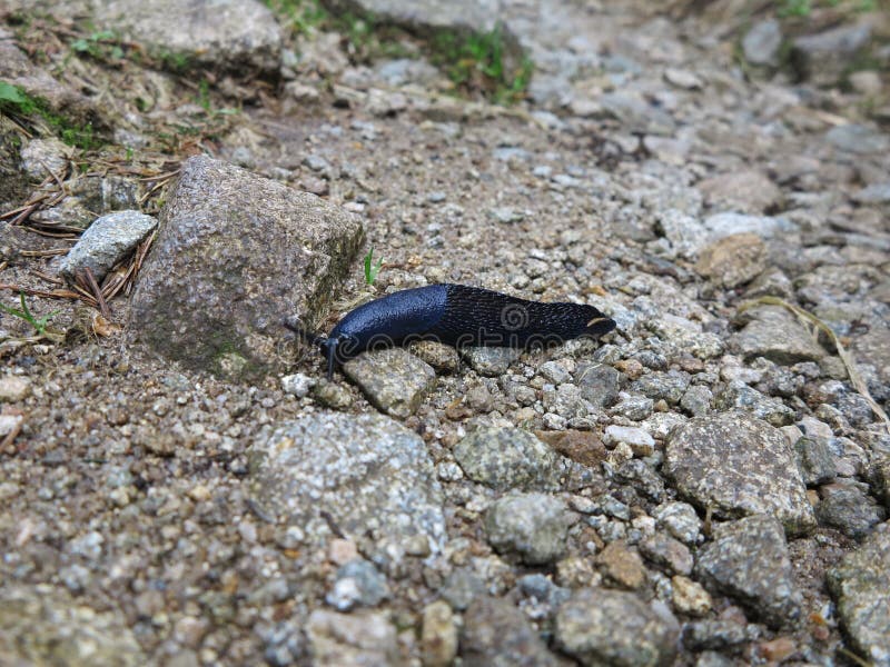 Walk of the Blue Slug stock image. Image of blue, slug - 129504083