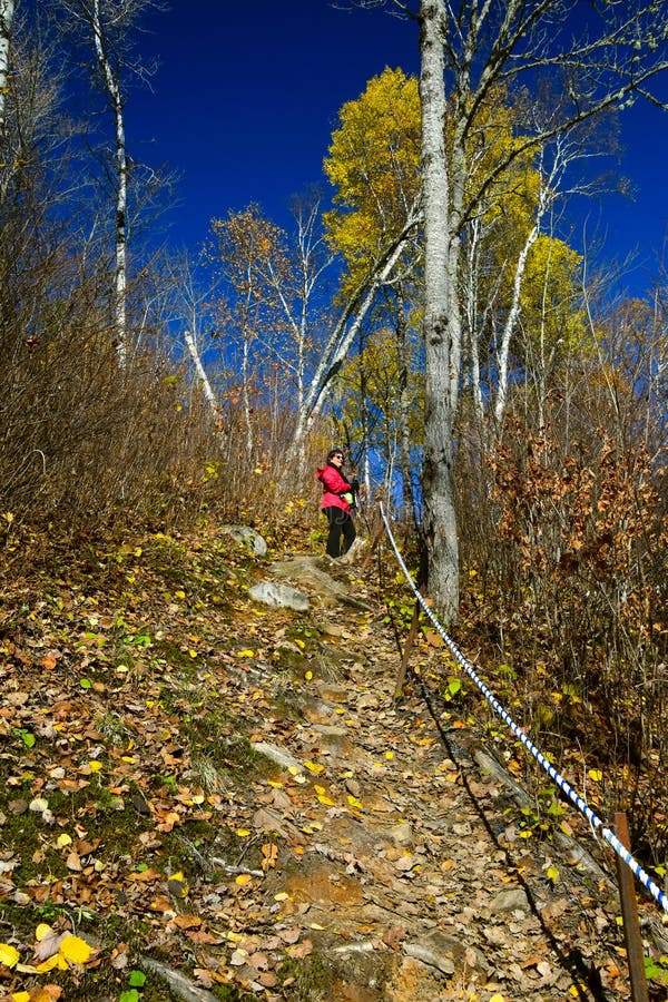 Walk in the Canadian Forest in the Fall Editorial Stock Image - Image ...