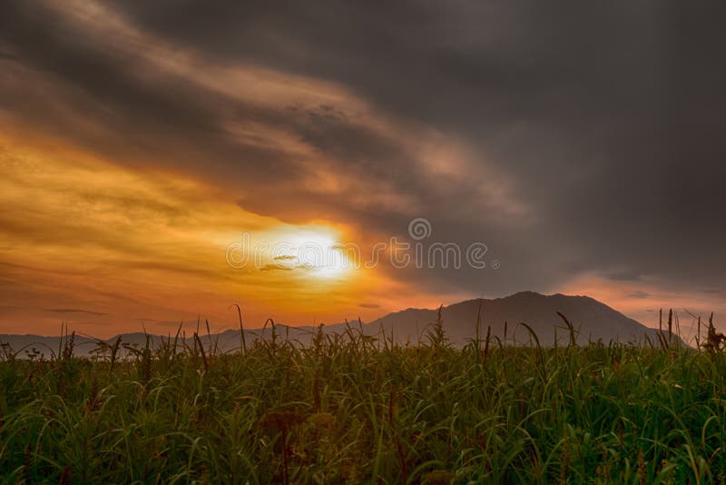 Walk at dawn in the field stock image. Image of season - 202540075