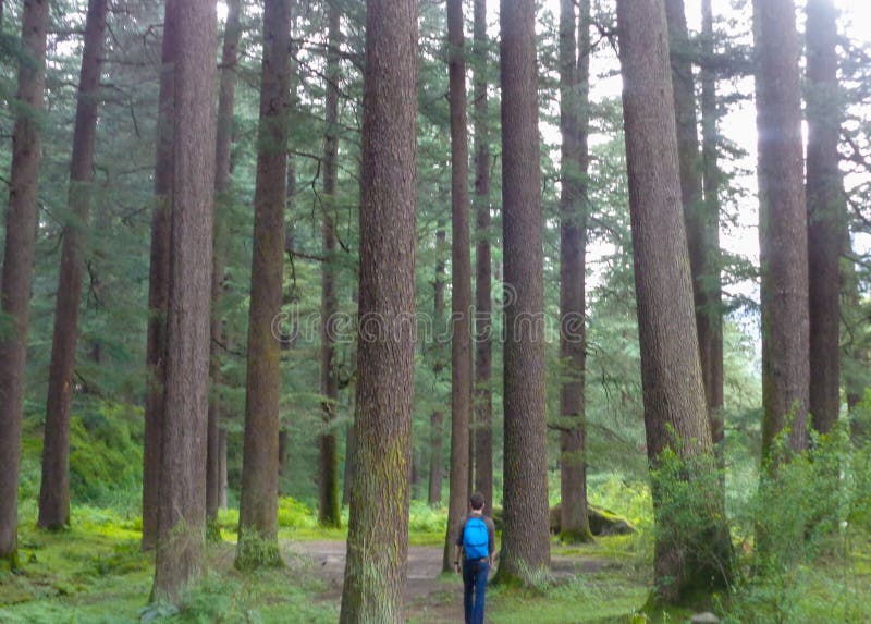 Walk into Dense Pine Forest . Old Manali . Nature Walk . Editorial ...
