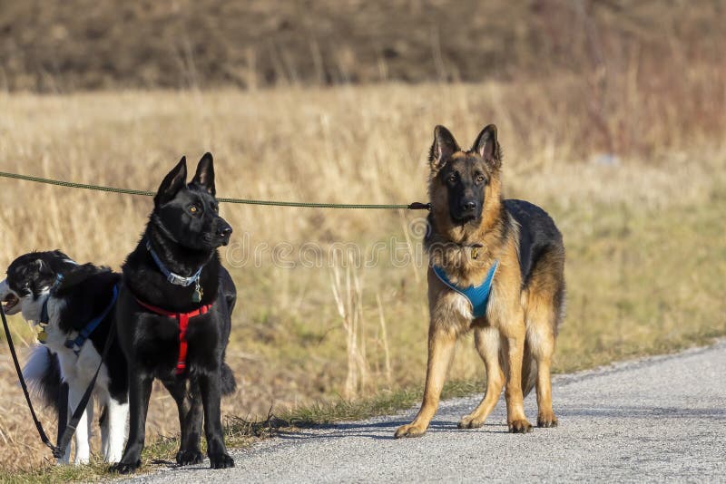 Walk with Dogs in the Countryside Stock Image - Image of adorable ...