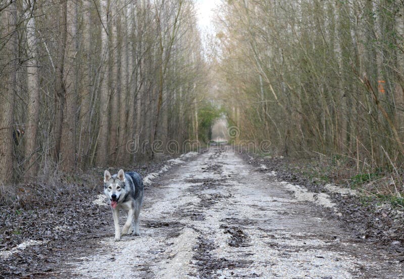 Walk in the Early Spring Forest Stock Image - Image of forest, nature ...