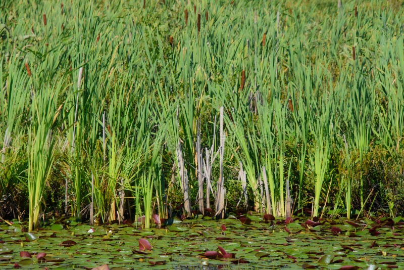 Walk on the Edge of a Marsh Stock Photo - Image of walk, garden: 252589360