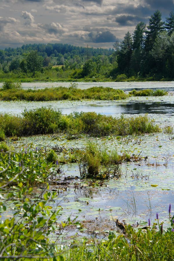 Walk on the Edge of a Marsh Stock Image - Image of environment, pattern ...