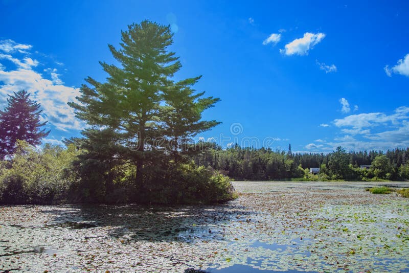 Walk on the Edge of a Marsh Stock Image - Image of plant, marsh: 252588503
