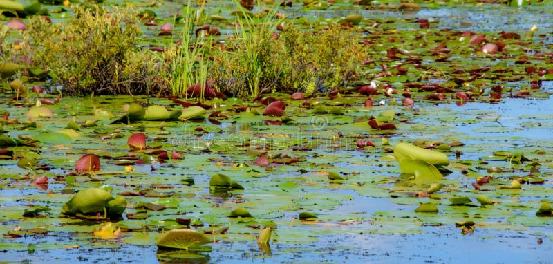 Walk on the Edge of a Marsh Stock Photo - Image of walk, canada: 252589156