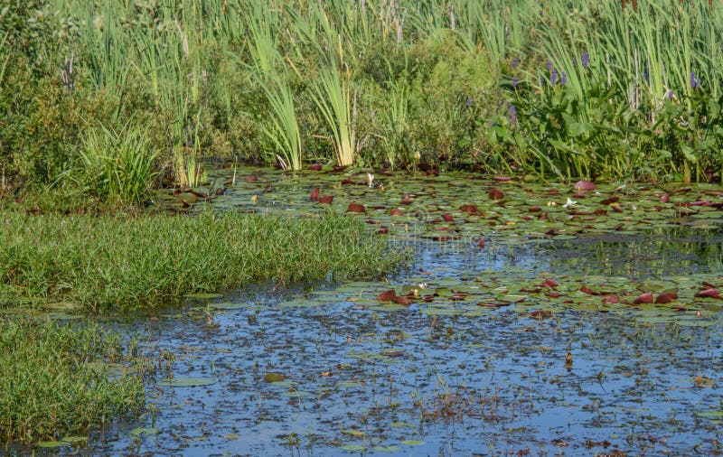 Walk on the Edge of a Marsh Stock Photo - Image of quebec, pond: 252589886