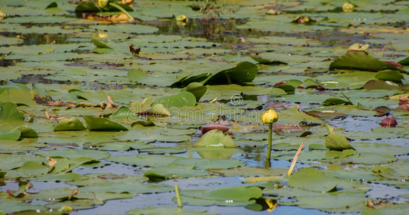 Walk on the Edge of a Marsh Stock Photo - Image of lake, summer: 252589894