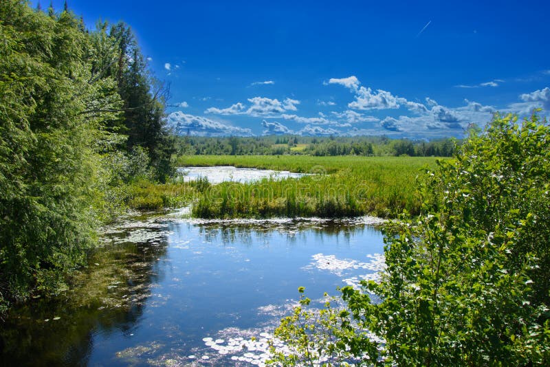 Walk on the Edge of a Marsh Stock Image - Image of lily, marsh: 252588567