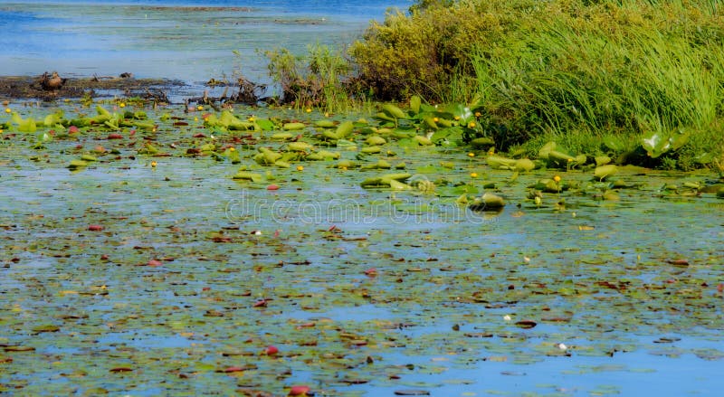 Walk on the Edge of a Marsh Stock Photo - Image of flora, aquatic ...