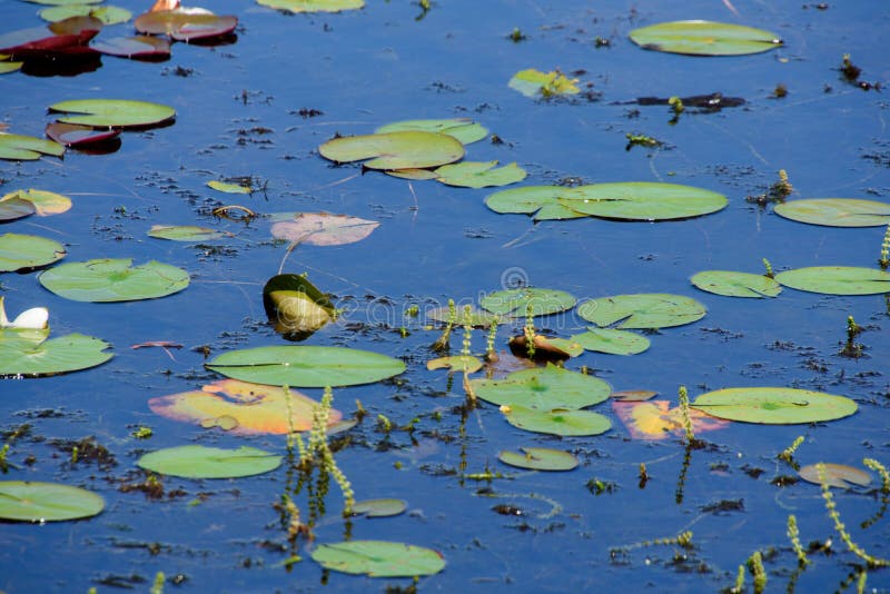 Walk on the Edge of a Marsh Stock Image - Image of water, environment ...
