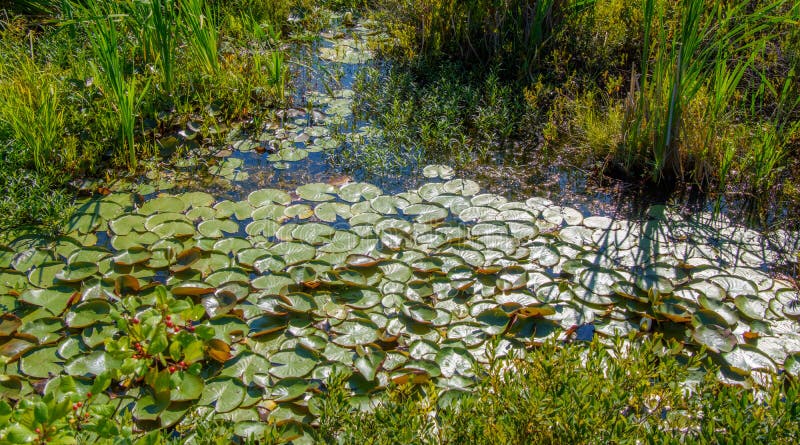Walk on the Edge of a Marsh Stock Photo - Image of green, natural ...