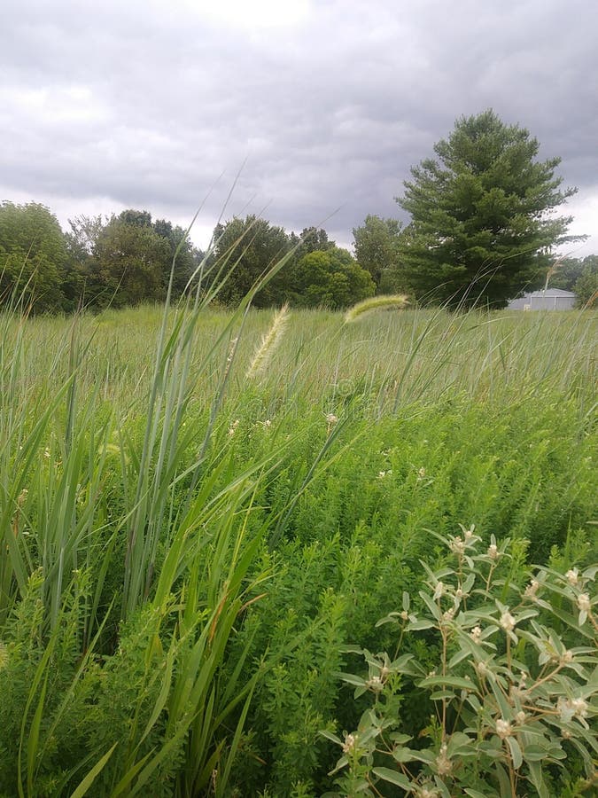 A Walk in the Field. Meadow. Grass Stock Photo - Image of nature, grass ...