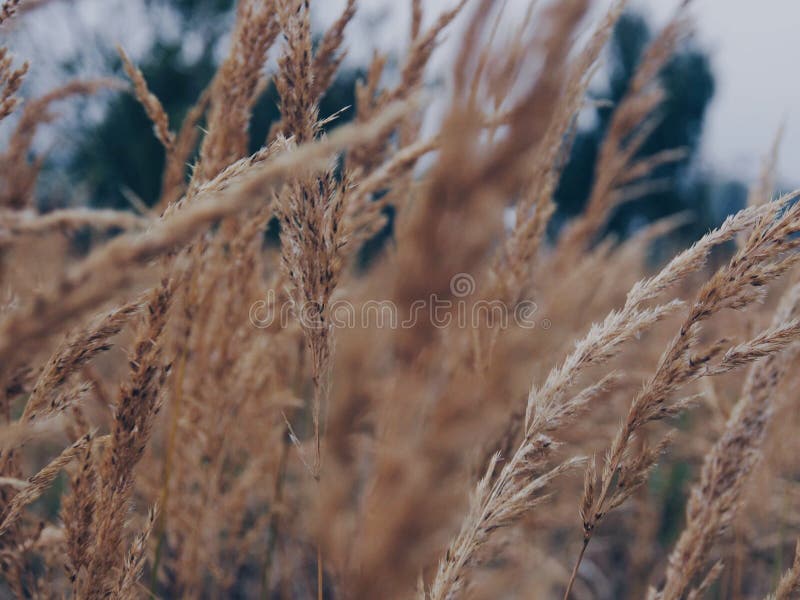 Walk in the field stock photo. Image of windy, field - 133010646