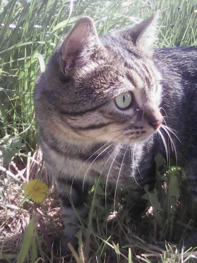 Cat Tosha Stock Photos - Free & Royalty-Free Stock Photos from Dreamstime