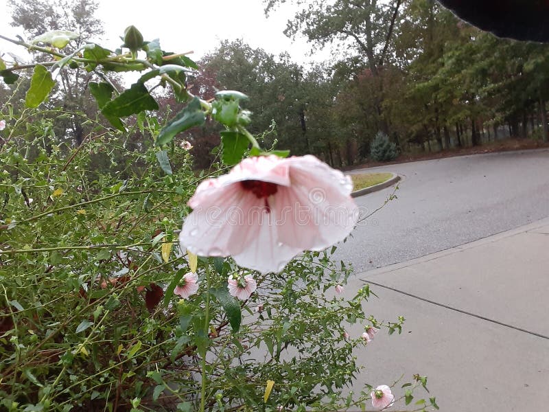 A Walk in Flower Park stock photo. Image of walk, flower - 161442654