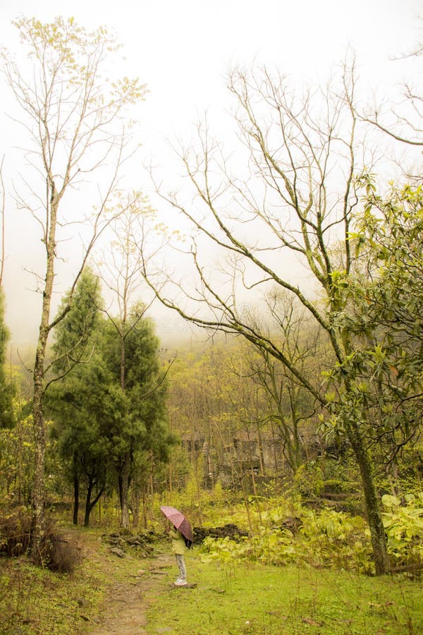 Walk into fog forest stock photo. Image of leaves, sunlight - 99110930