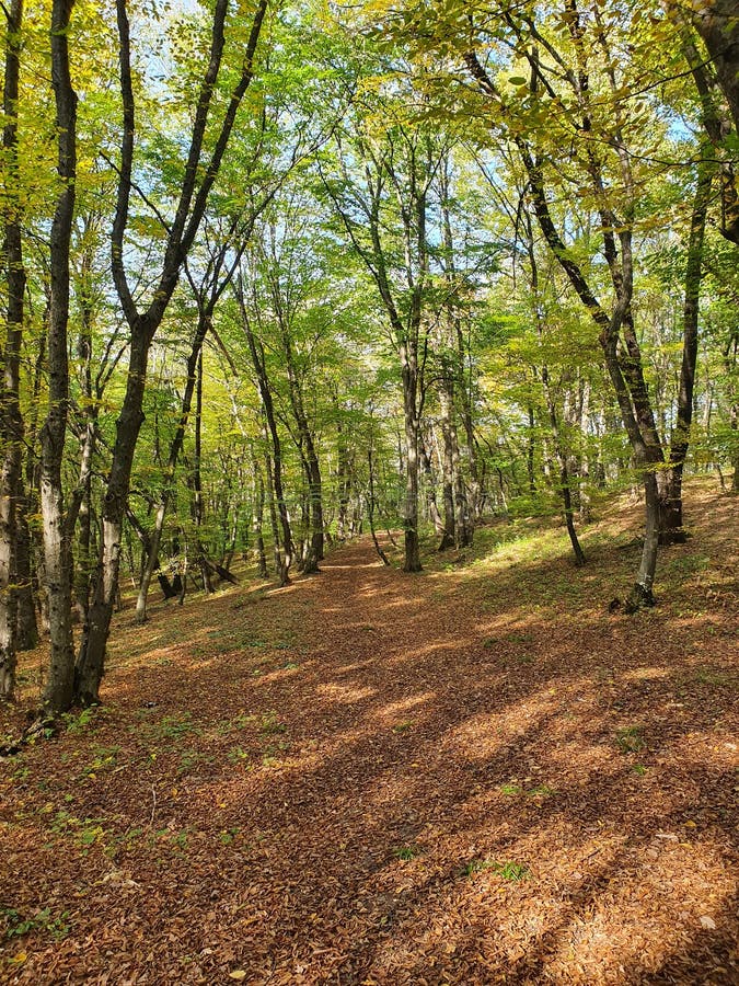 Walk in the forest stock photo. Image of cluj, tree - 206638008