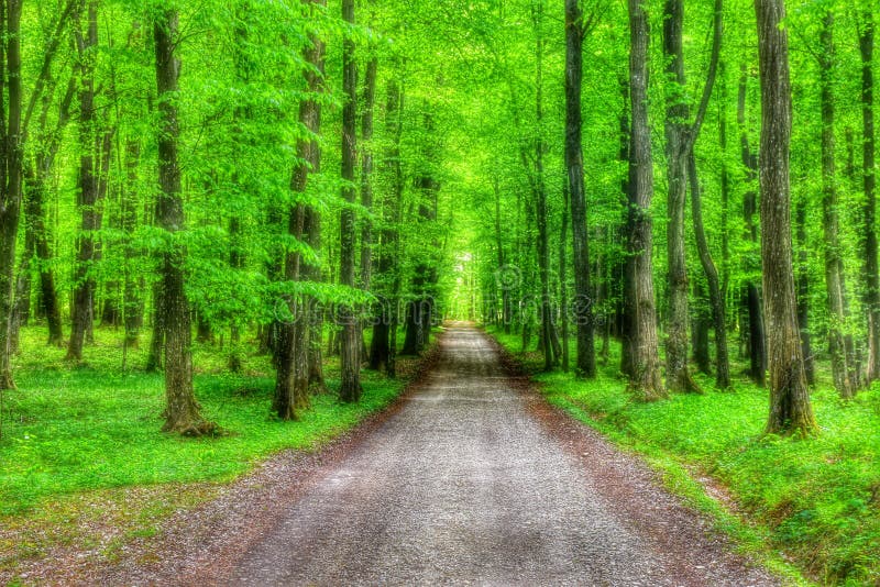 Walk in the forest stock photo. Image of walk, forest - 204002762