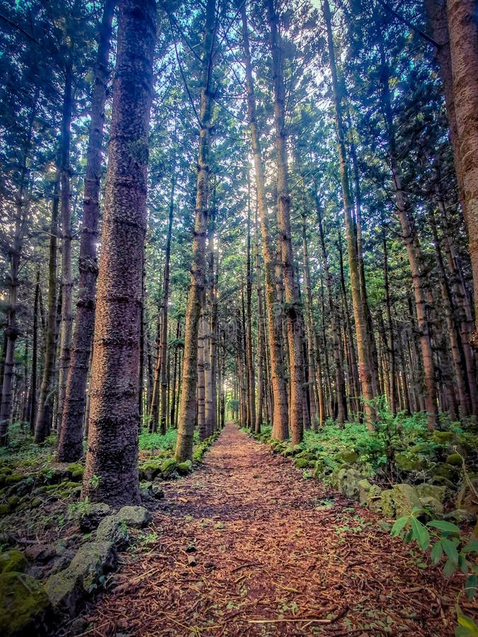 Daruty forest mauritius stock photo. Image of tree, forest - 230805456