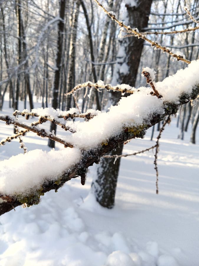 A Walk in the Forest (park) after a Heavy Snowfall. Trees Covered with ...