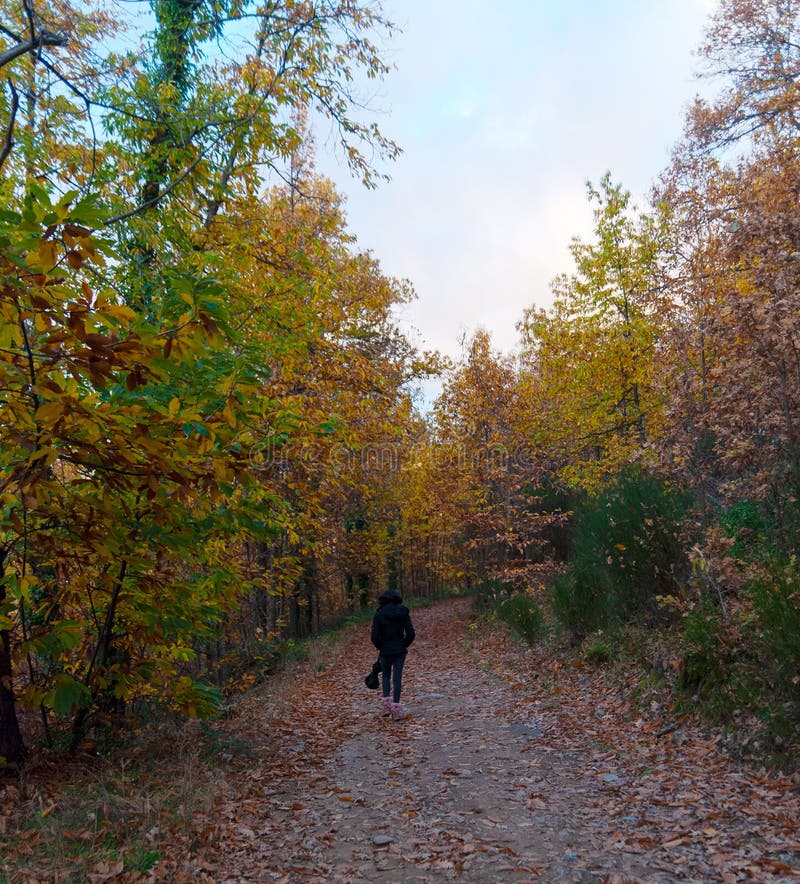 Walk through Forest Path in Autumn with Fallen Leaves and Day with ...