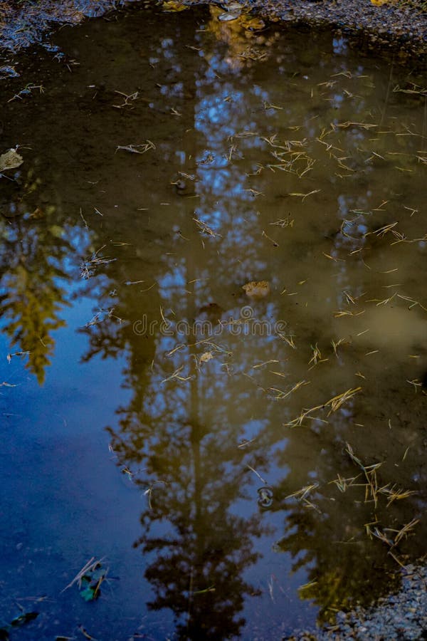 Walk through the Forest. Reflection in a Puddle Stock Photo - Image of ...